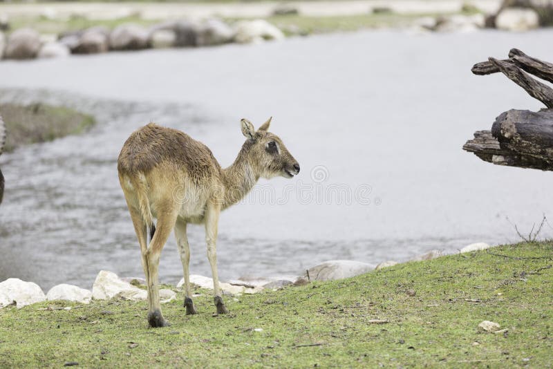 Kobus megaceros stock image. Image of horns, kobus, graze - 111870683