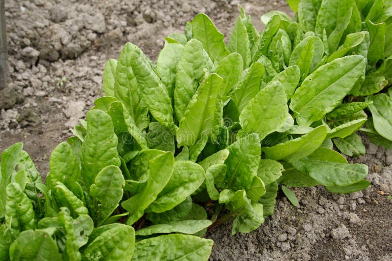 Kobylak zdjęcie stock. Obraz złożonej z kraj, makro, natura - 31986182