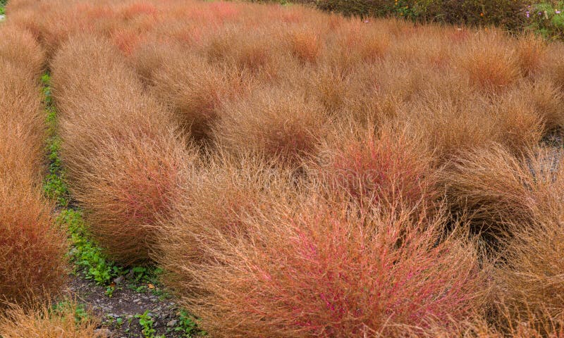 Kochia Scoparia Turns Bright Red Stock Photo - Image of kochia, grass ...