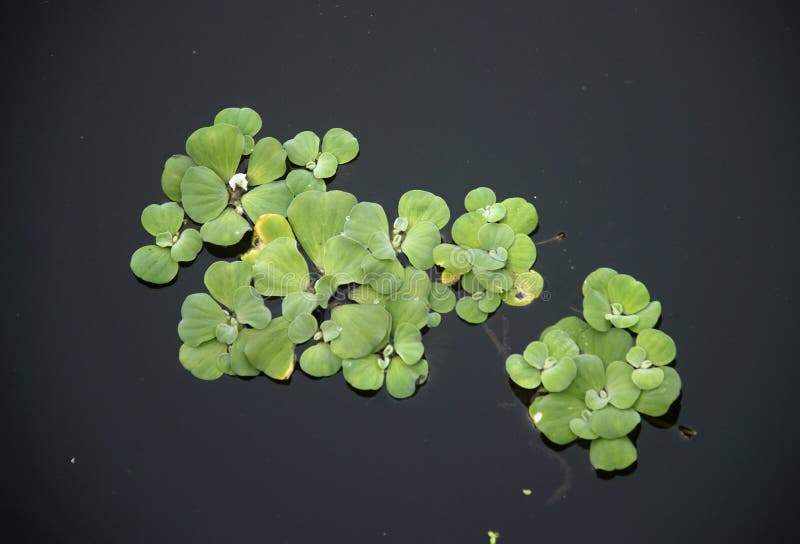 Kochuripana: Water Hyacinth. Stock Image - Image of pond, freefloating ...