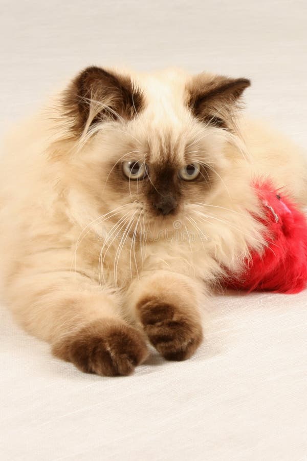 Kot himalajski pers zdjęcie stock. Obraz złożonej z kiciunia - 5068466