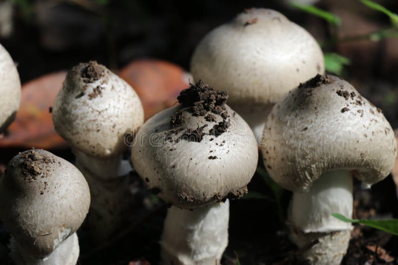 Kodagu Mushroom Stock Photos - Free & Royalty-Free Stock Photos from ...