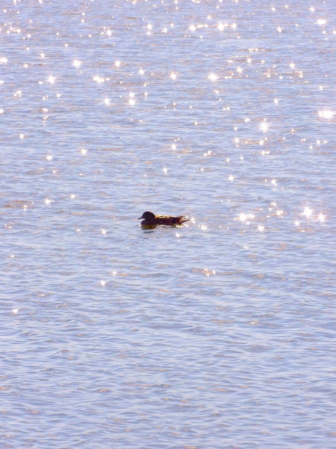 Speeding Duck on Sparkling Water Stock Image - Image of shore, ocean ...