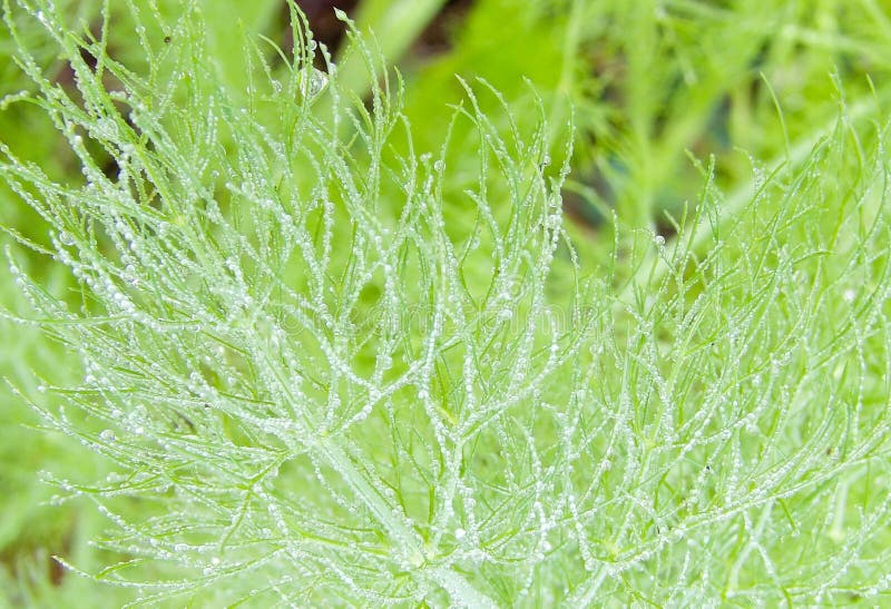 Fennel Leaves in Close Up Vegetable Herb Plant Stock Photo - Image of ...