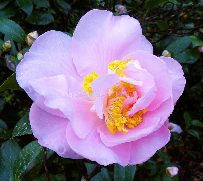 Japanese Camellia Camellia Japonica in Sunny Spring. Pink Rose Like ...