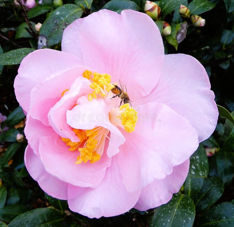 Beautiful Pink Camellia Flower with Honey Bee Stock Image - Image of ...