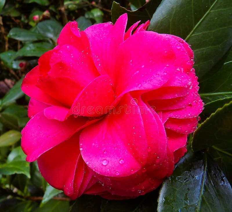 Bright Red Camellia Flower Sideways View of the Petals with Water ...