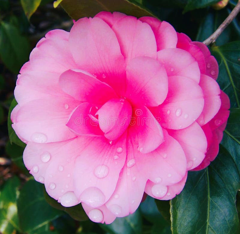 Camellia Japonica,common Camellia or Japanese Camellia White Flower ...