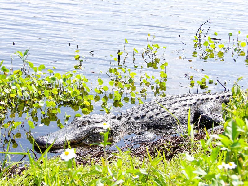 An Alligator Resting on the Shallow Water with Green Grass Around Stock ...