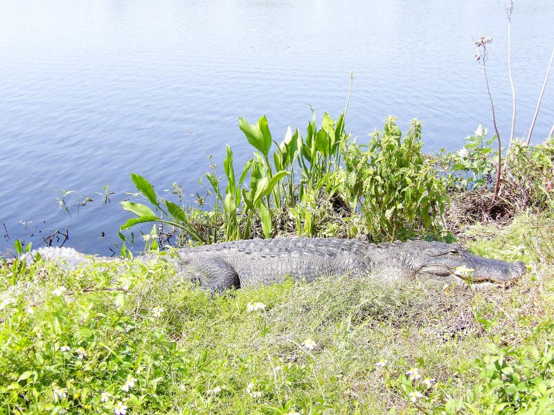 Beautiful Landscape of the Lake with an Alligator Resting on the Side ...