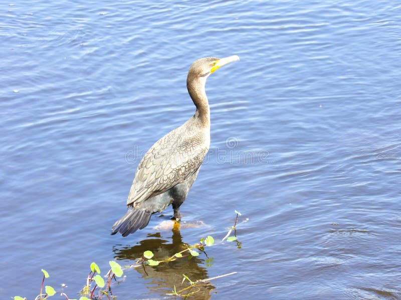 Cormorant Standing on the Shallow Water Stock Image - Image of swan ...