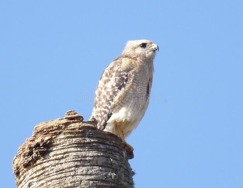 Hawk Bird Standing on Top of the Dried Tree Tops and Clear Blue Sky ...