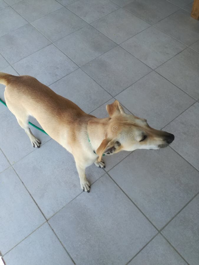 Kodi stock image. Image of puppy, kodi, africanis, breed - 100281835