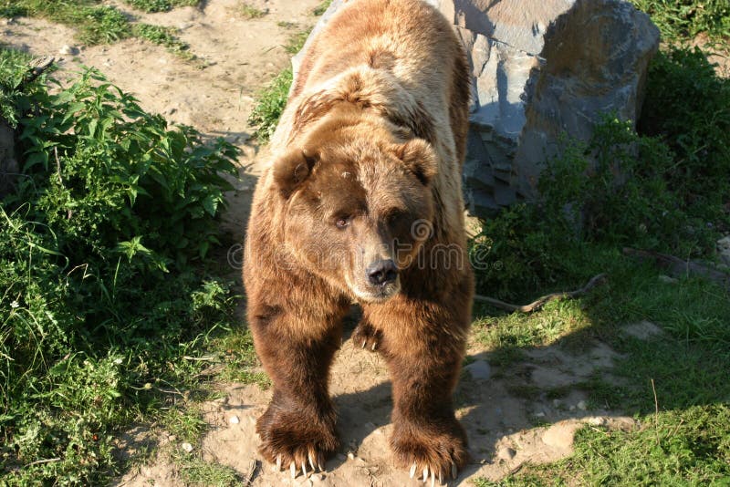 Kodiak bear stock photo. Image of claws, strength, massive - 2016608