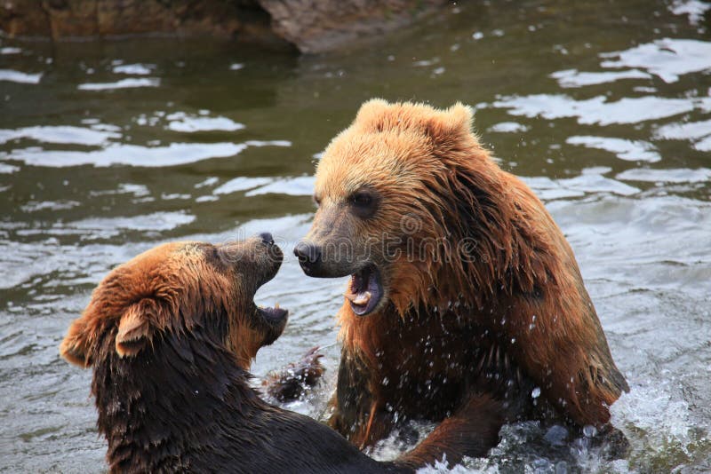 Kodiak bear stock image. Image of kodiak, play, alaska - 9549029