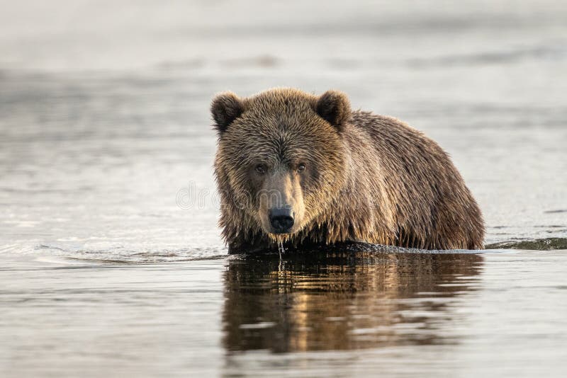 Kodiak Bear in the Early Morning Light in Alaska Stock Image - Image of ...