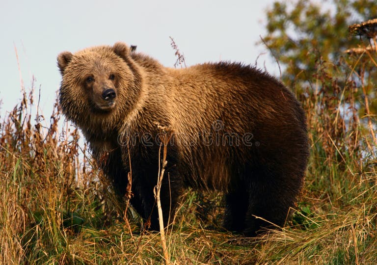 Kodiak brown bear cop stock image. Image of grizzly, bear - 12057501