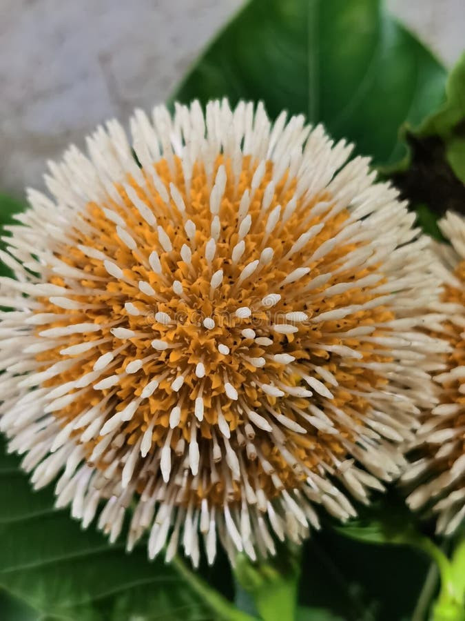 Kodom Flower of Bangladesh in Sunny Weather Stock Photo - Image of ...