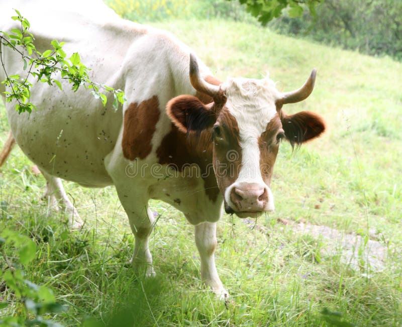 De koe eet op het gebied stock afbeelding. Image of drank - 16084095