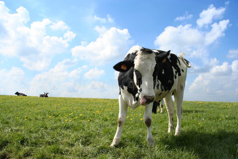 Grappige Koe stock foto. Image of weiland, landelijk - 19425434