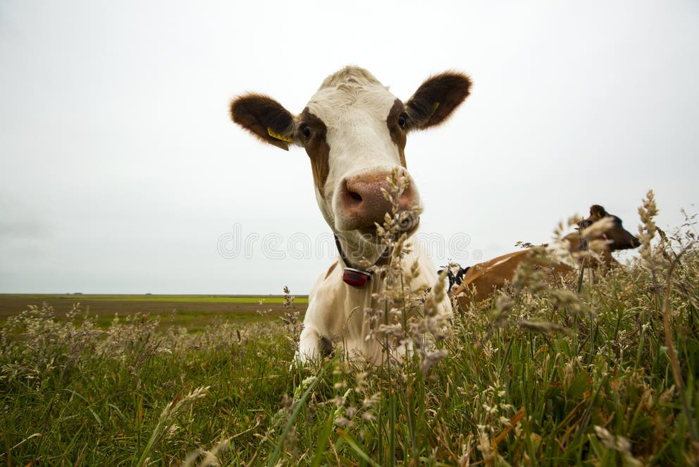 Koe, Koe stock foto. Image of nederland, holland, melk - 129033286