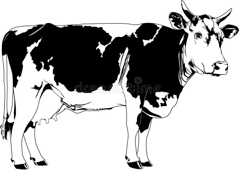 Het Portret Van De Koe in Eenvoudige Lijnen Vector Illustratie ...