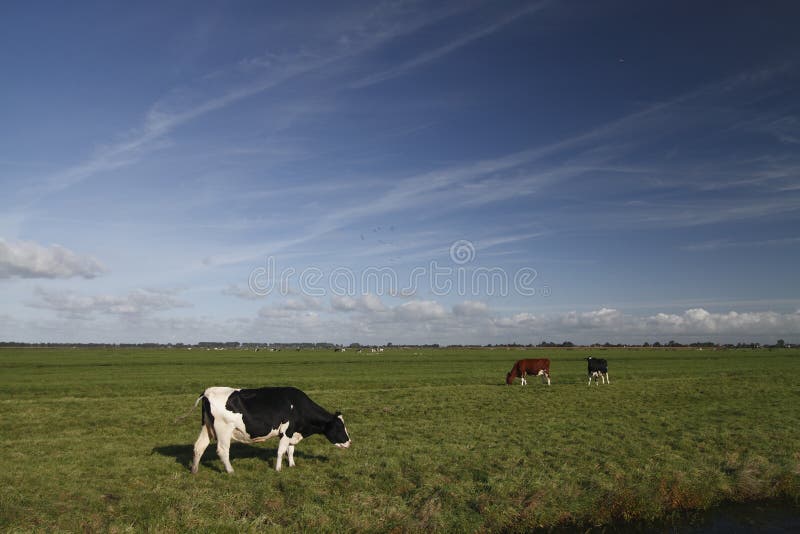 Het Vette Koeien Weiden. in Bewolkte Hemel Vliegende Ballon Stock ...