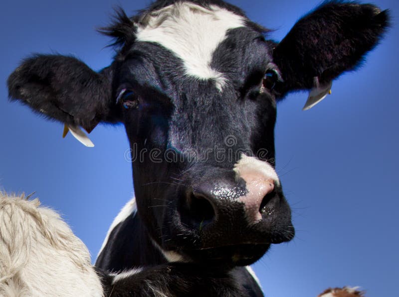 Koe stock afbeelding. Image of hoef, agenda, oren, hoed - 21482565