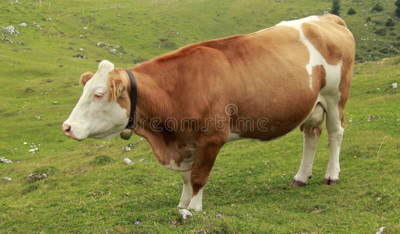 Koe stock afbeelding. Image of weide, zoogdier, boerderij - 26004833