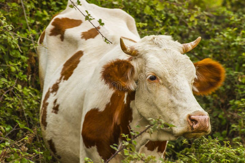 Grappige koe stock foto. Image of leer, grappig, kauw - 2703554