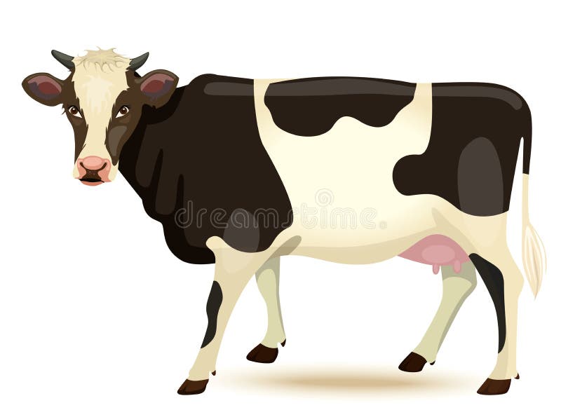 Koe vector illustratie. Illustration of binnenlands, vector - 43743378