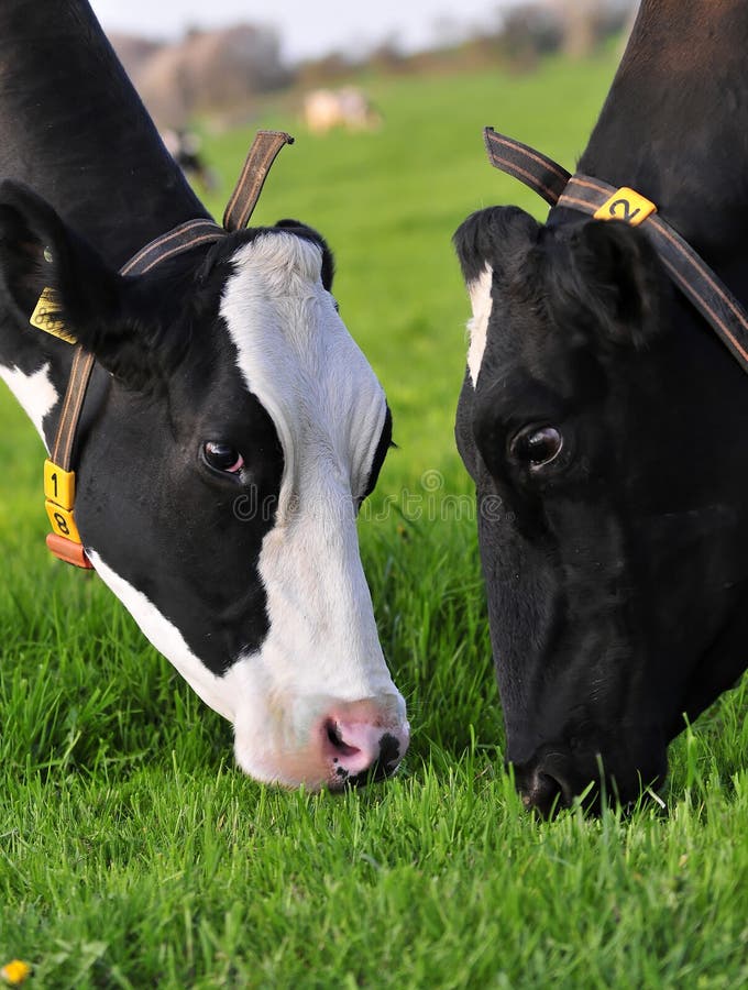 Koe stock afbeelding. Image of concepten, ideeën, begrazing - 4999839