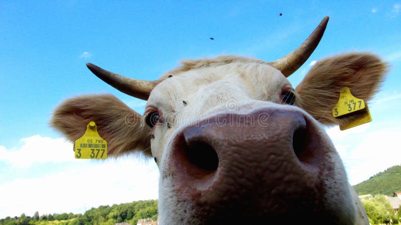 Koe en os stock afbeelding. Image of zoogdier, toneel - 25001085