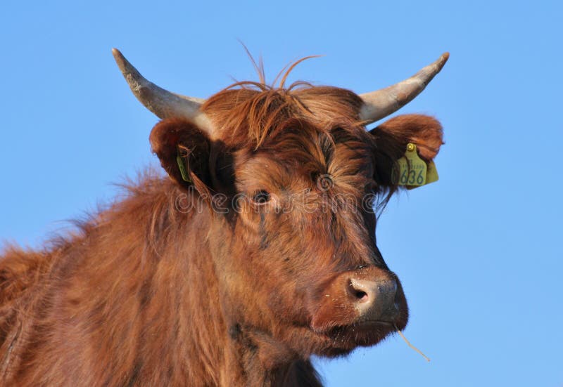 Koe stock afbeelding. Image of hoornen, gebied, overvol - 629351