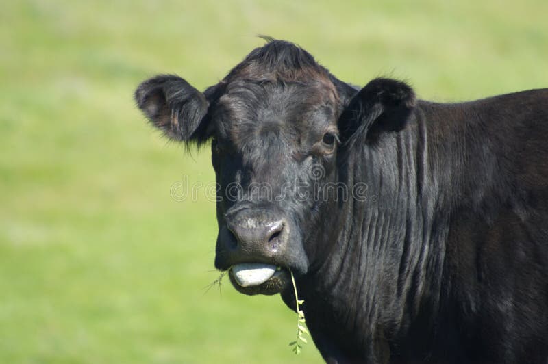 Koe stock foto. Image of profiel, dier, zuivelfabriek - 5084184
