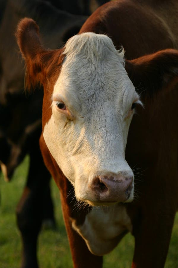 Koe stock foto. Image of profiel, dier, zuivelfabriek - 5084184