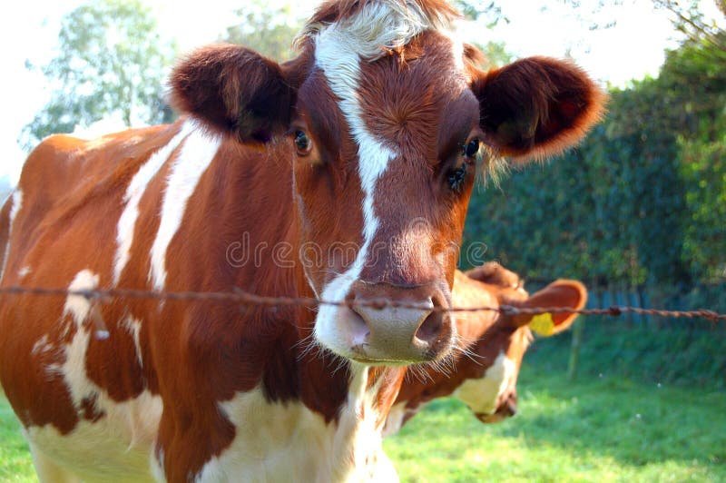 Koe achter de omheining stock afbeelding. Image of begrazing - 45201831