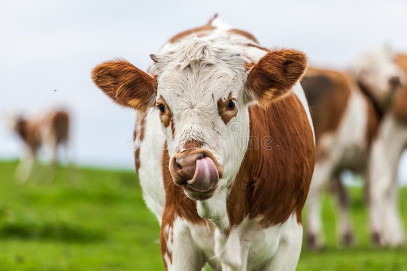 Koe die gras eet stock foto. Image of landschap, eten - 127655866