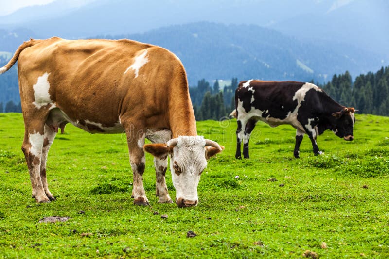 Koe die gras eet stock foto. Image of groen, gras, zuivelfabriek ...