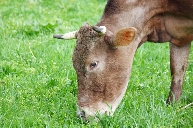 Koe die gras eten stock foto. Image of dier, hoofd, mening - 30927938