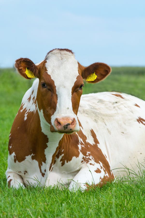 Koe, domestic cow editorial image. Image of veeteelt - 129022965