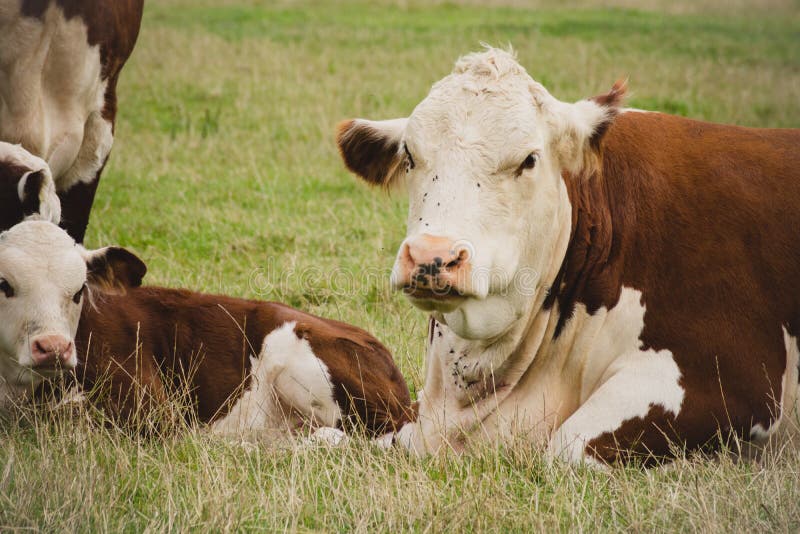 Koe en kalf op een gebied stock foto. Image of kudde - 100848736