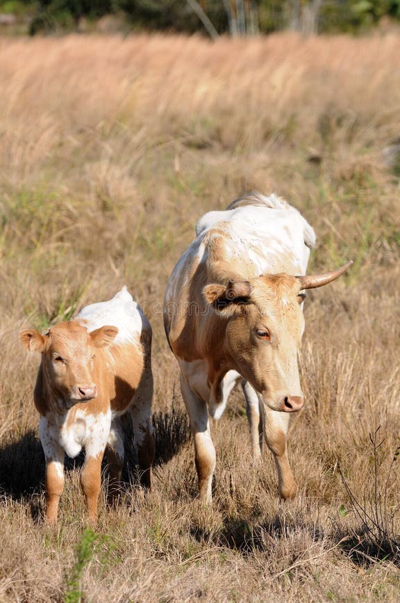 Koe en Kalf stock foto. Image of begrazing, baby, hoornen - 12359560