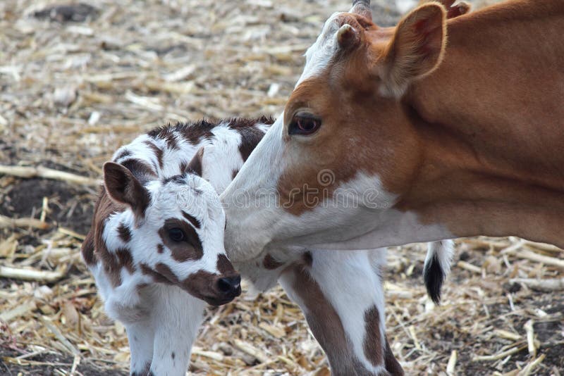 Koe en Kalf stock afbeelding. Image of zoogdier, pasgeboren - 23972509