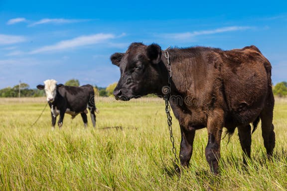 Koe en kalf stock foto. Image of begrazing, holstein - 39541494