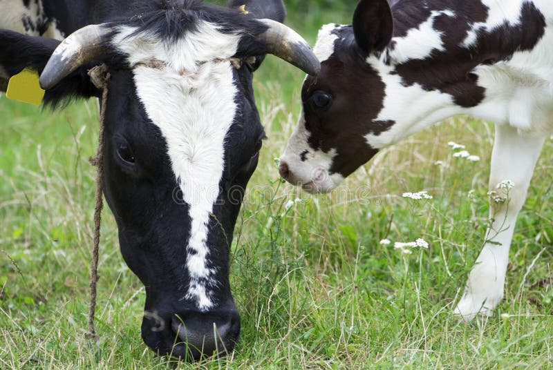 Koe en kalf stock afbeelding. Afbeelding bestaande uit dieren - 6132999