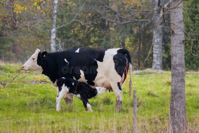 Koe en Kalf stock foto. Image of kalf, uitsteeksel, onlangs - 6542436