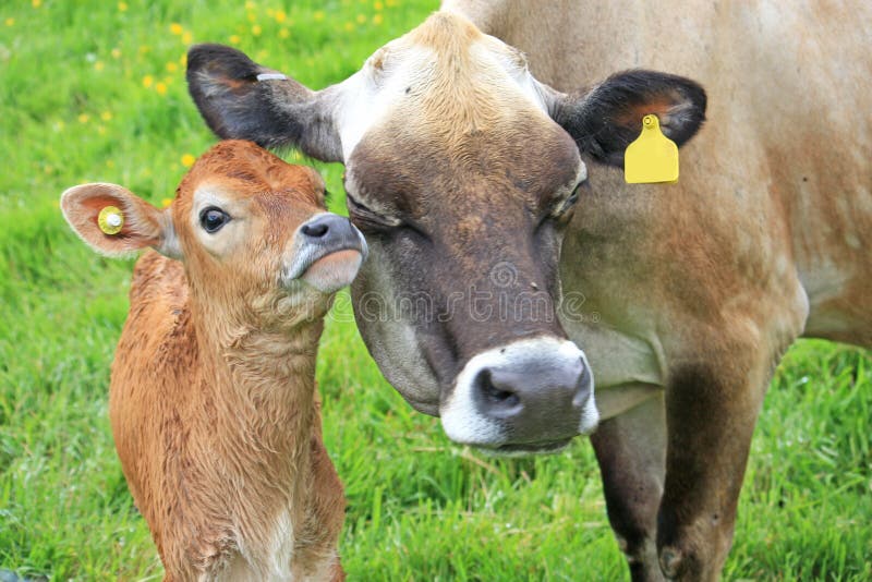 Koe en kalf stock afbeelding. Image of devon, rood, land - 90432245