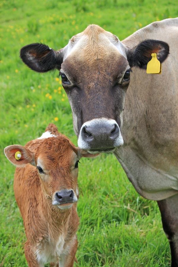 Koe en kalf stock afbeelding. Image of kalf, boterbloemen - 84747915