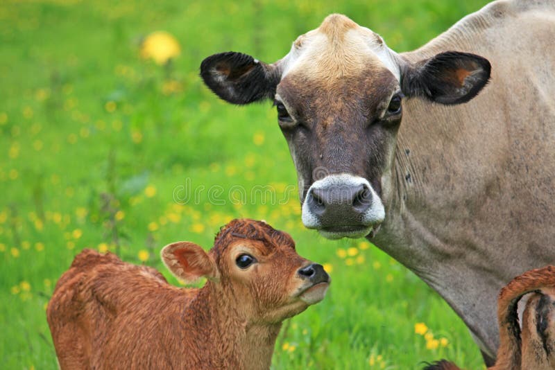 Koe en kalf stock afbeelding. Image of devon, rood, land - 90432245